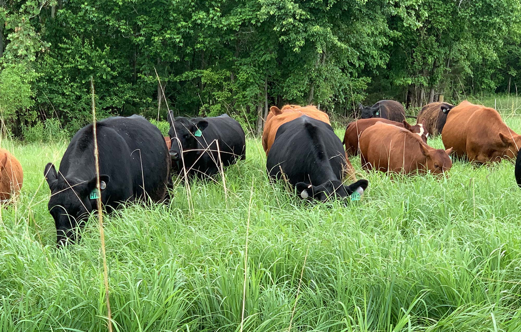 Southern Climate Restoration Solutions - American Climate Partners